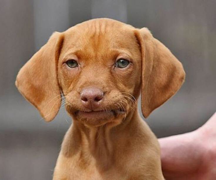 Brown Dog Face Meme