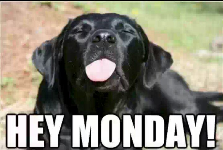 Dog Monday Meme