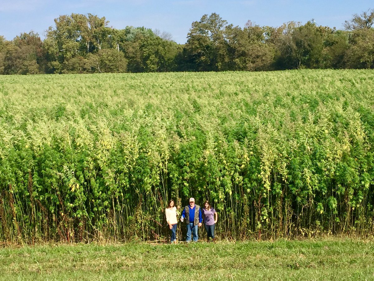 Had no idea they got that big : r/trees