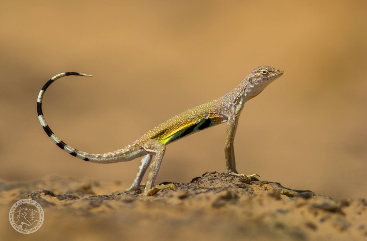 La lagartija o cachora cola de cebra enrolla su cola al percibir ...