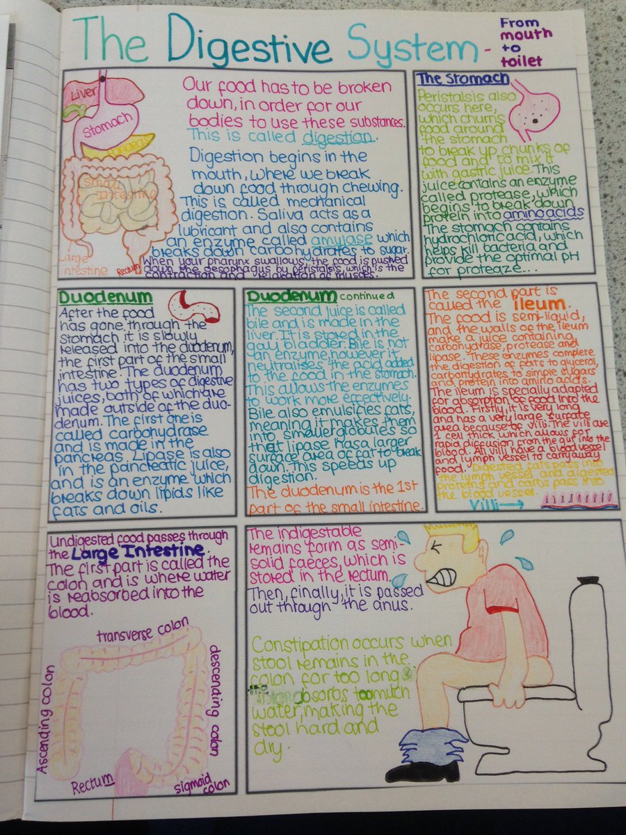 Digestive System Storyboard By Oliversmith Human Digestive System