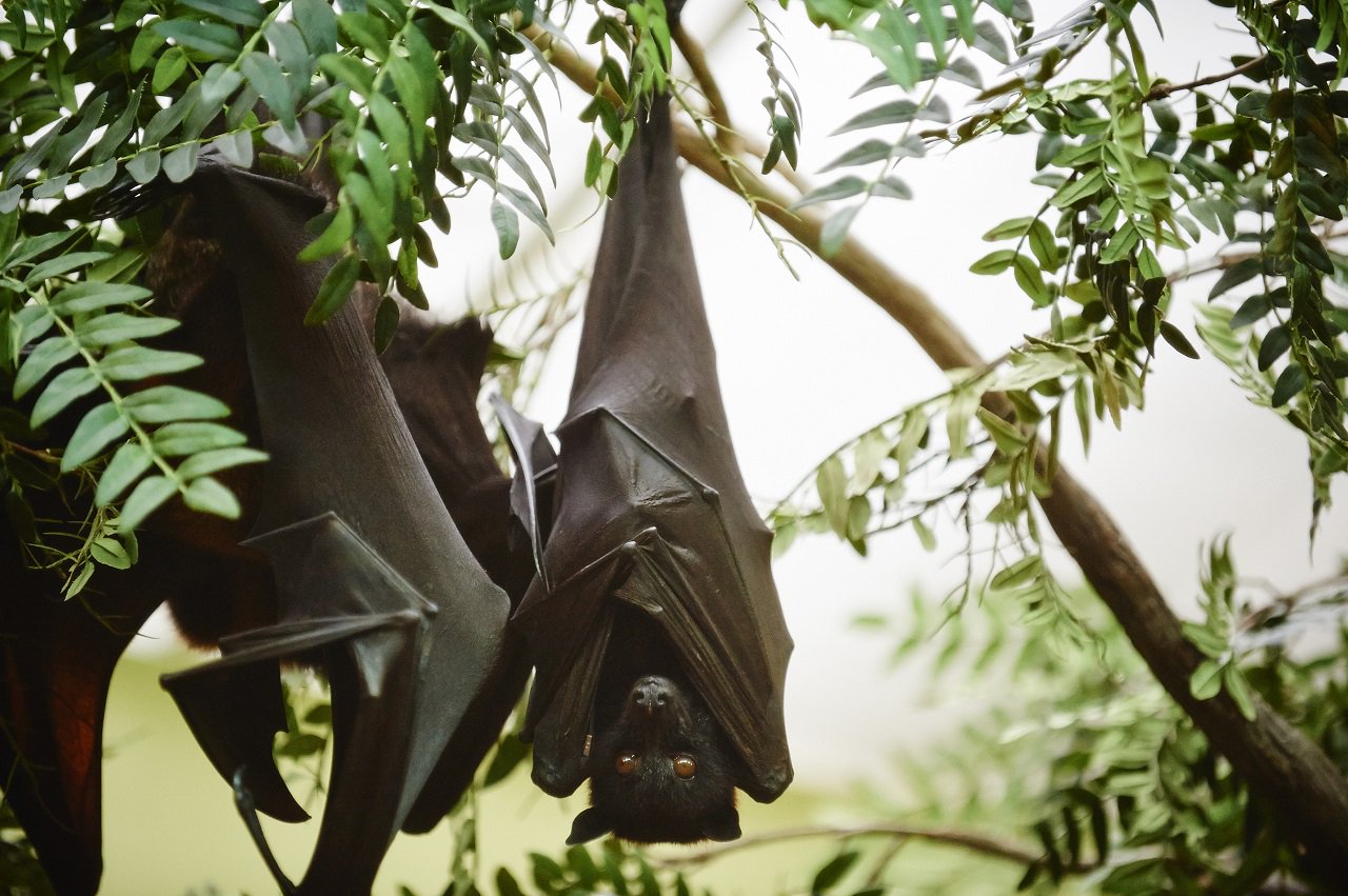 Malayan Flying Fox Wingspan