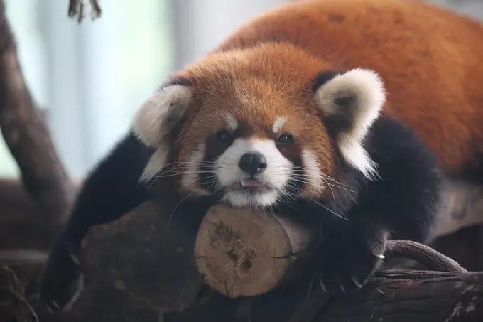 Chill out with the red pandas who just love to lie down on their be ...