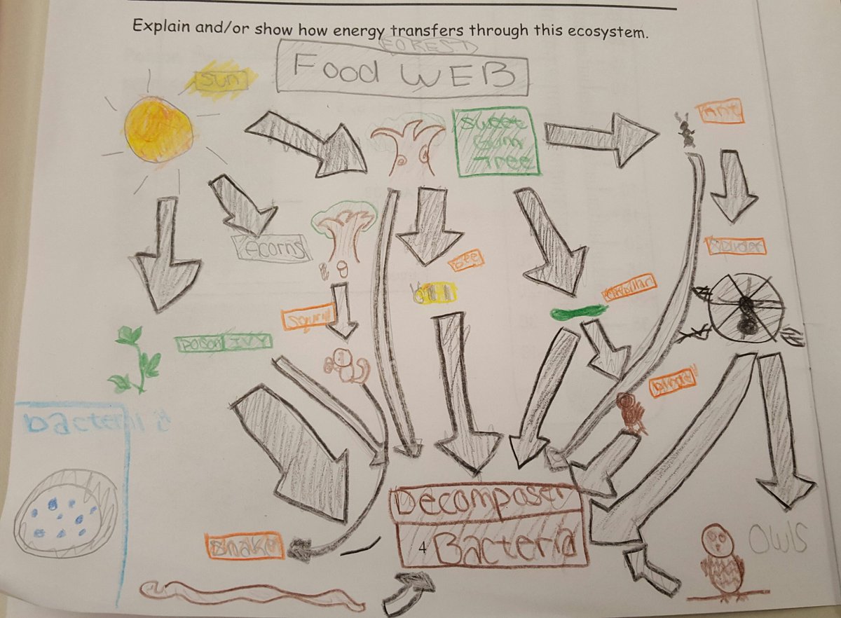 Forest Ecosystem Food Web