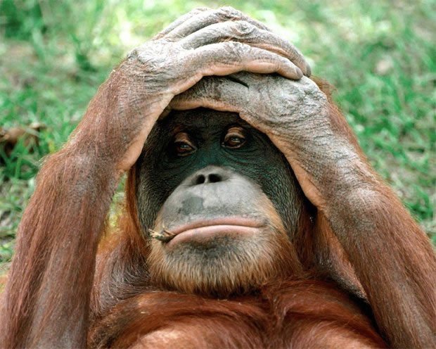 Ciencia ¿Sabías que los grandes primates pueden leer la mente? vía ...
