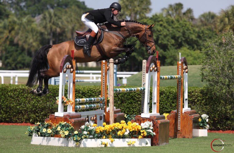 Horse Jumping High Without Rider