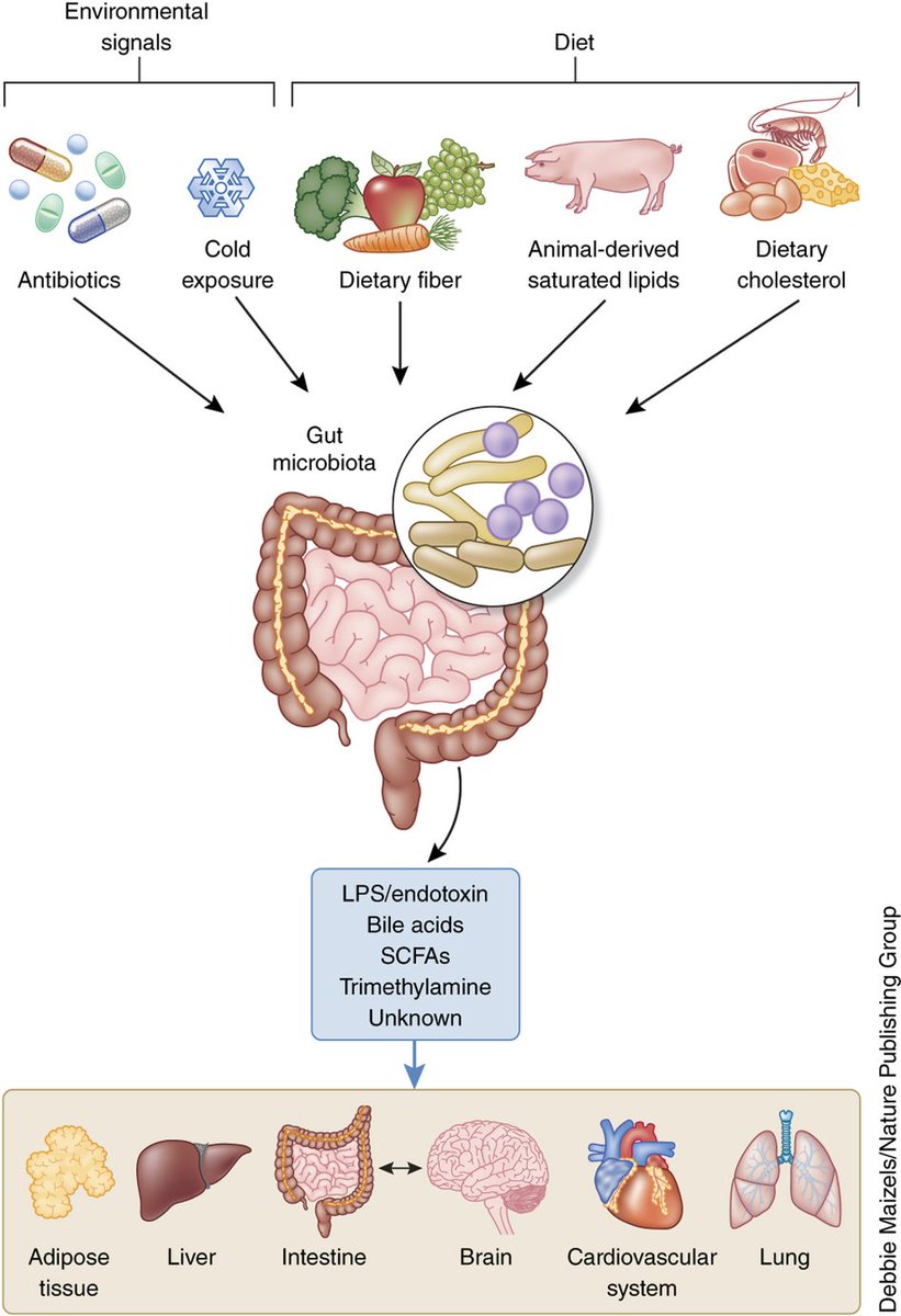 Gut Microbiota In Health And Disease