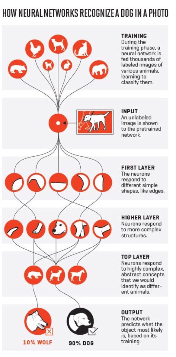 How neural networks recognize a dog in a photo #ai - scoopnest.com