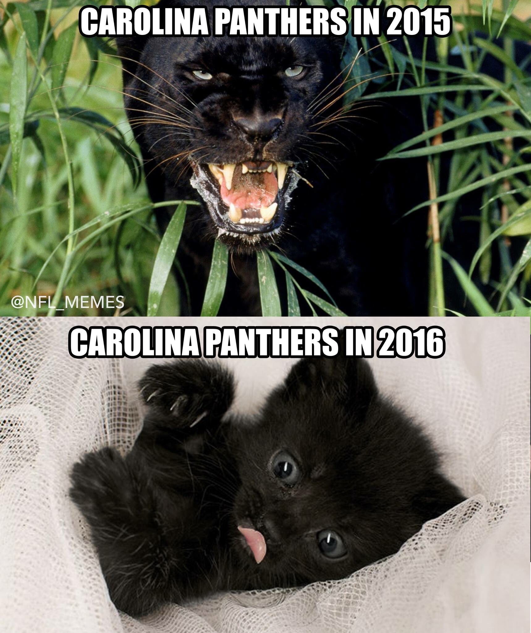 Nfl Panther Memes