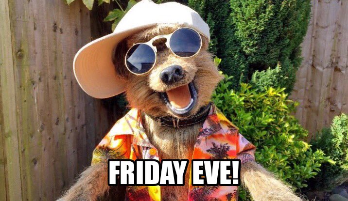 Happy Thursday Funny Dogs 831 Thanksgiving Dog Stock Photos, High Res