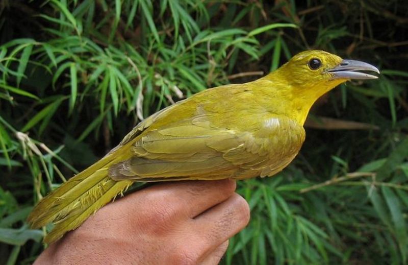 trenches full of poets on Twitter: "RT @_everybird_: BIRD #3,591 Isabela Oriole (Oriolus isabellae)"