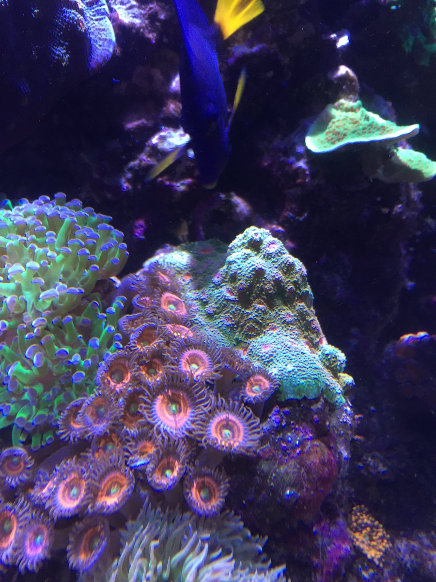 Aquarium Nerds (@AquariumNerds) | Twitter