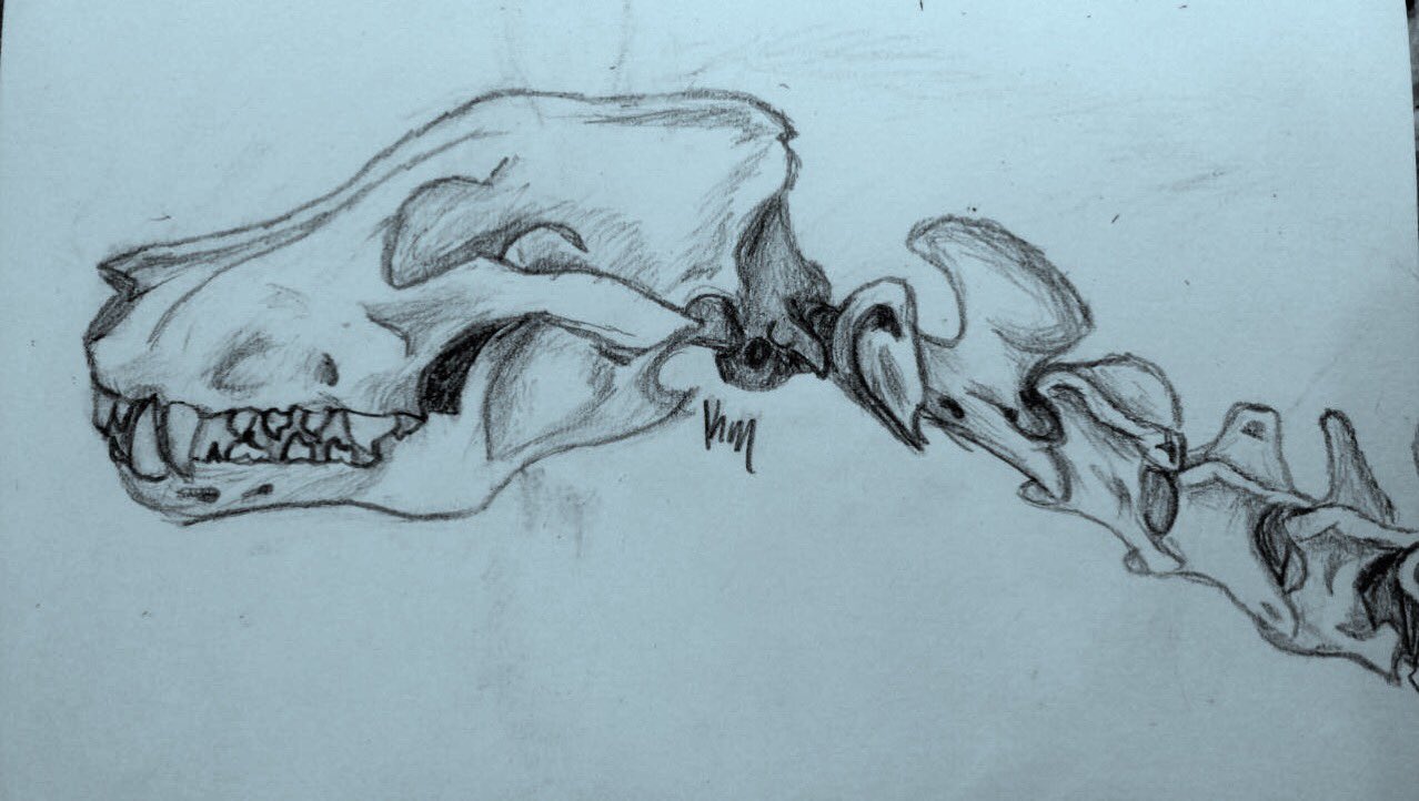 Wolf Skull Drawing