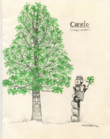 Canelo Arbol Canelo Arbol