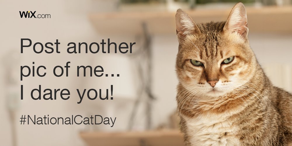 Challenge Accepted Cat