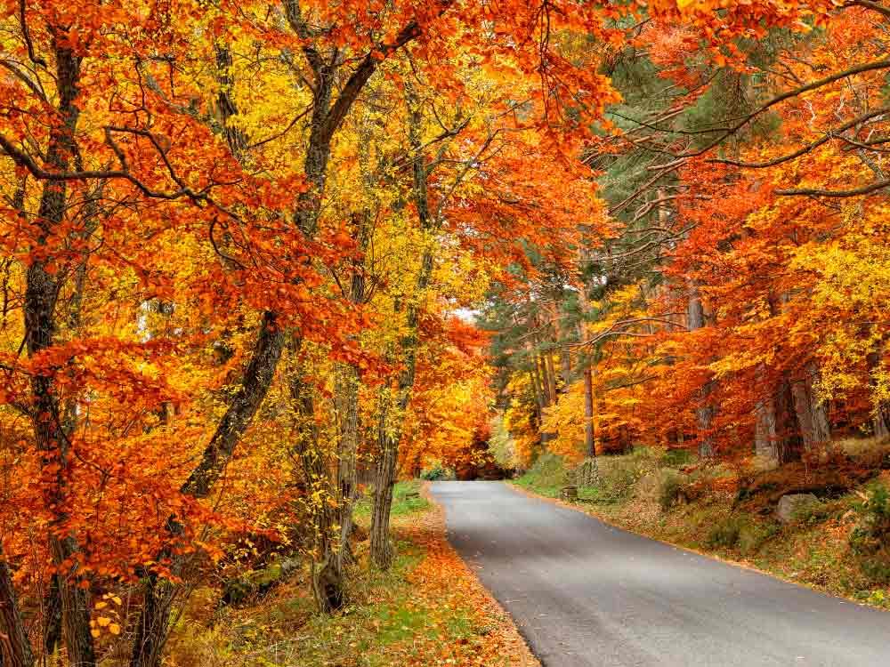 Así luce en otoño el Parque Natural Dehesa de Moncayo (Zaragoza). Más ...