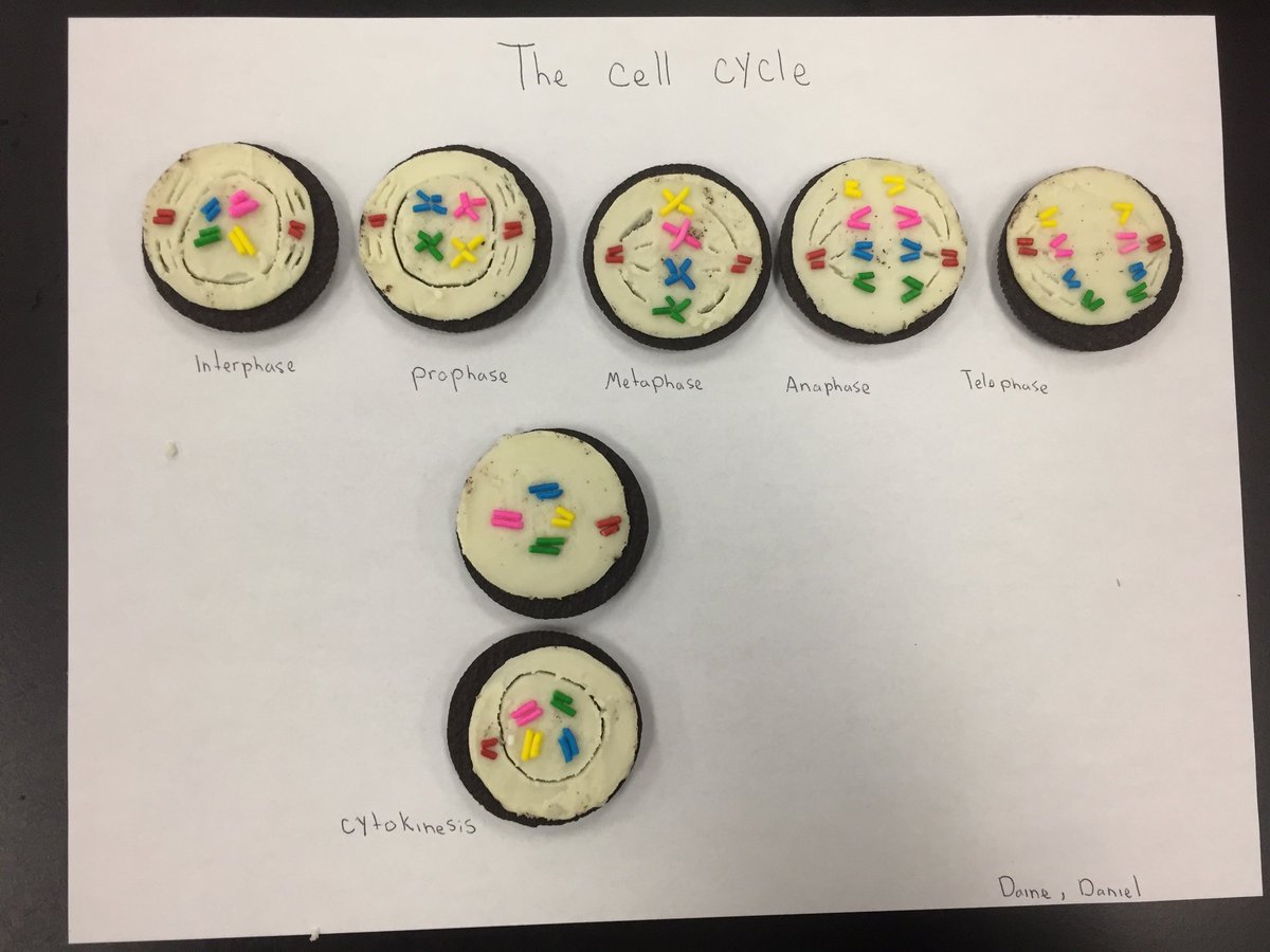 The cell cycle #oreomitosis #raiderpride