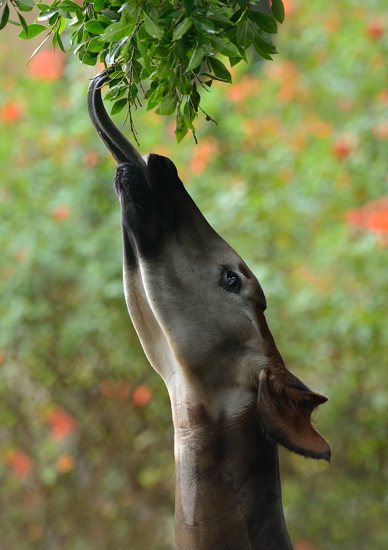 Okapi Tongue Ear
