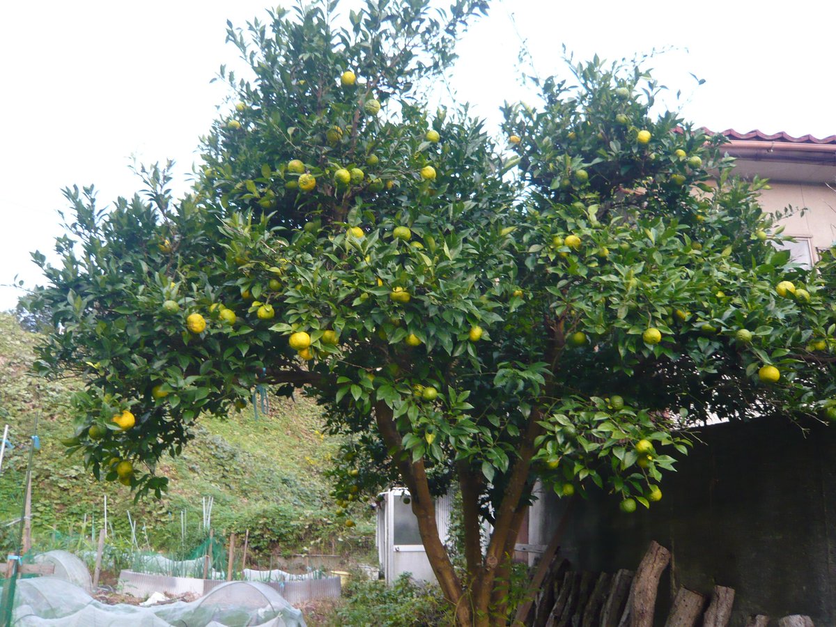 佐山 (@sayama_tasuke) | Twitter