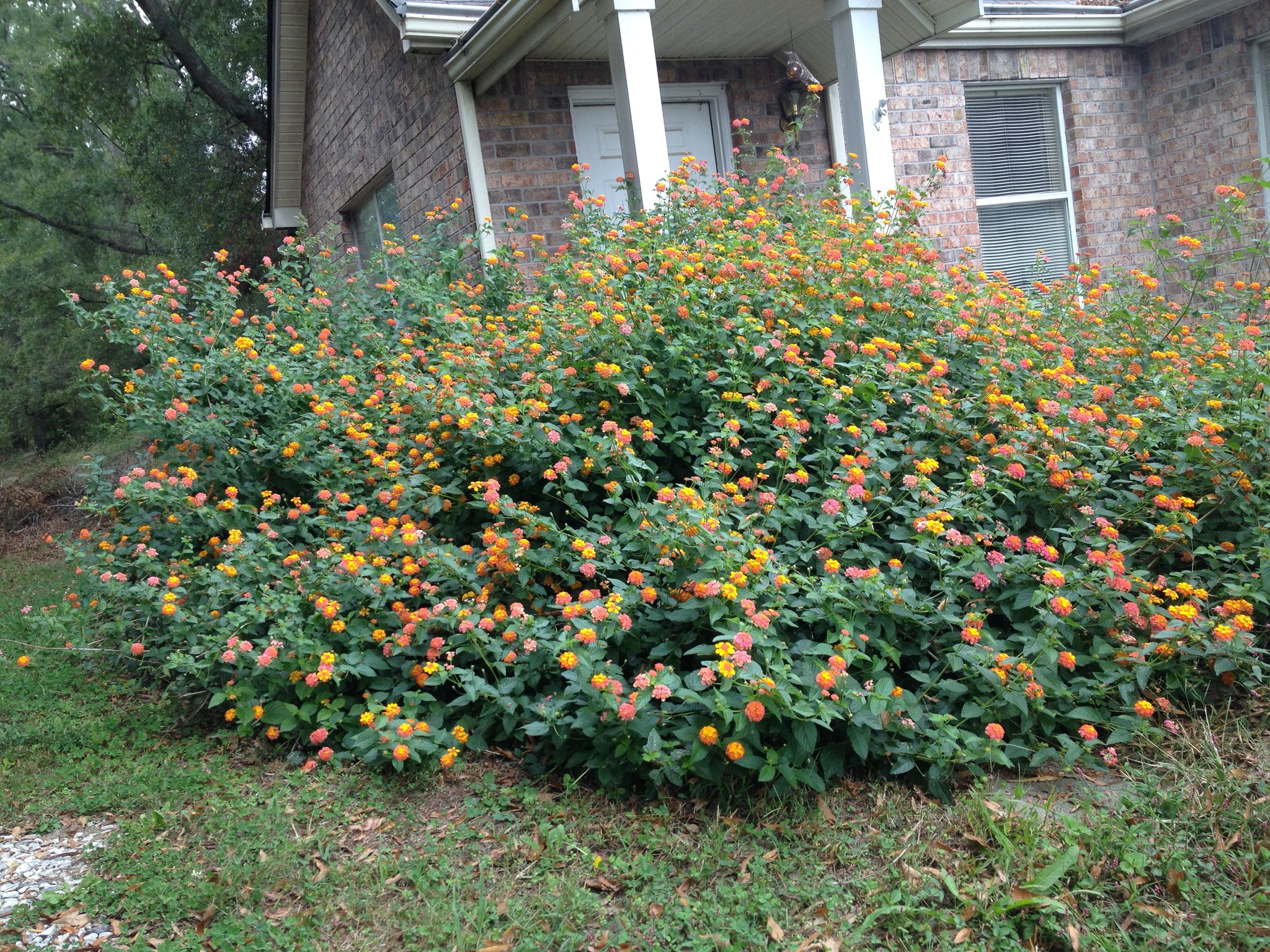 Huff Lantana