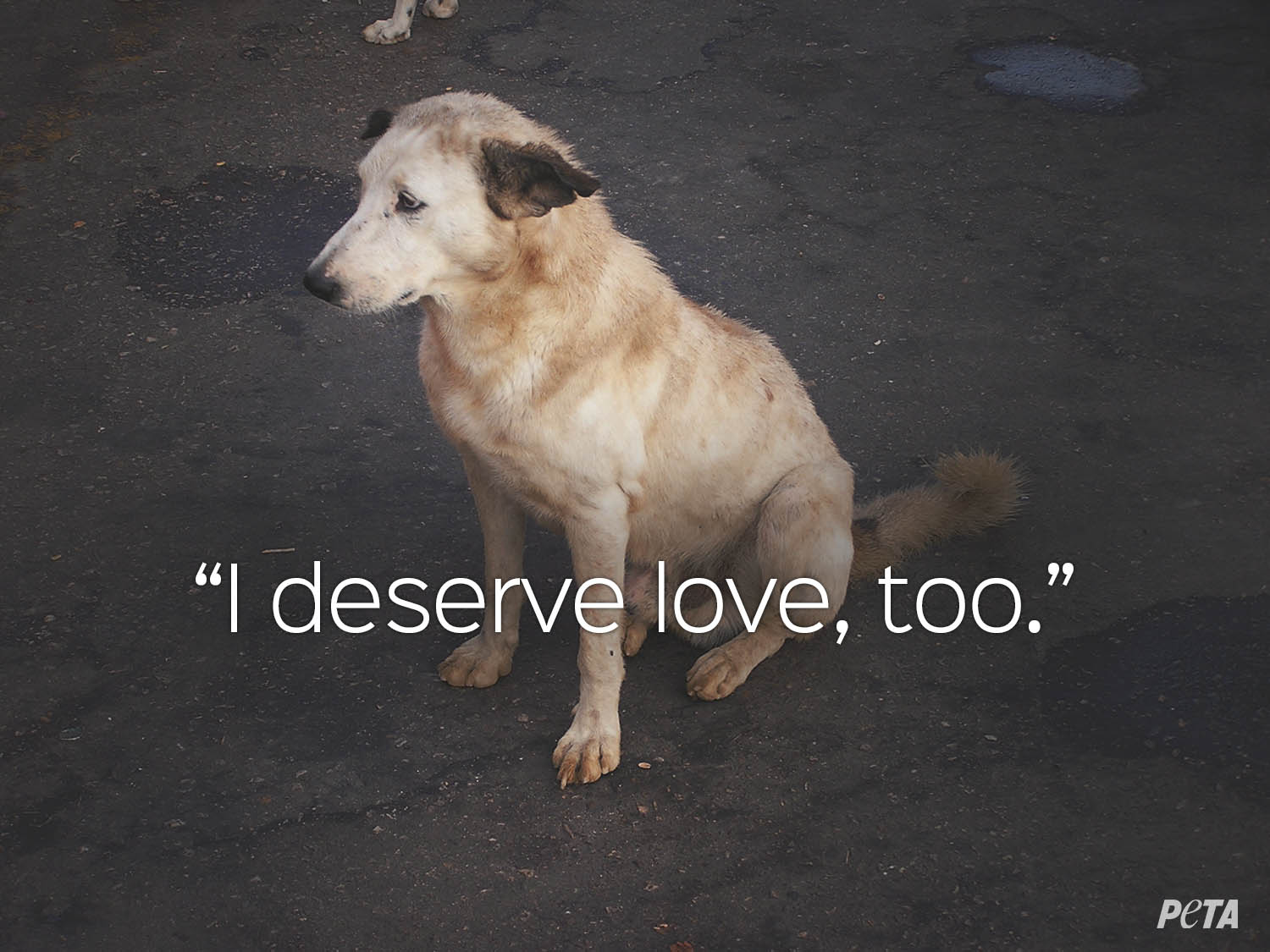 Homeless Dog Quotes