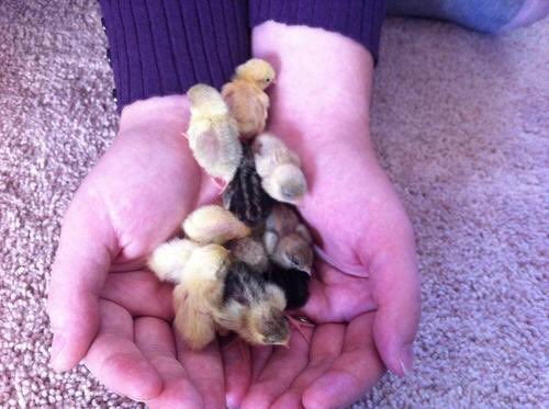 Baby Button Quails