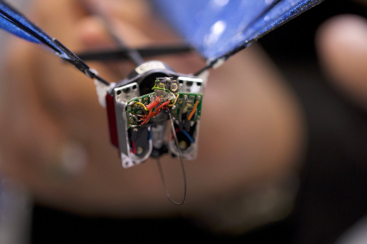 Robotic butterfly created by German robotics company Festo draws crowds ...