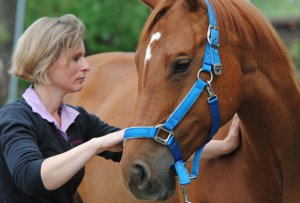 Equicare-Plus (@EquicarePlus) | Twitter