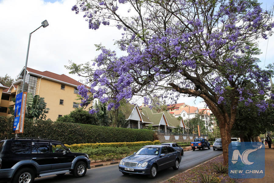 Jacaranda trees in full bloom in Nairobi, Kenya. Aren't they ...
