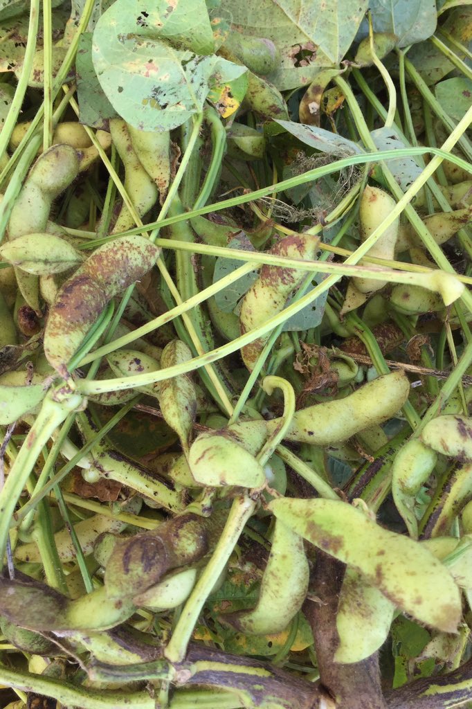 SURNIA(@SURNIA_JPN) - Twilog (ツイログ)