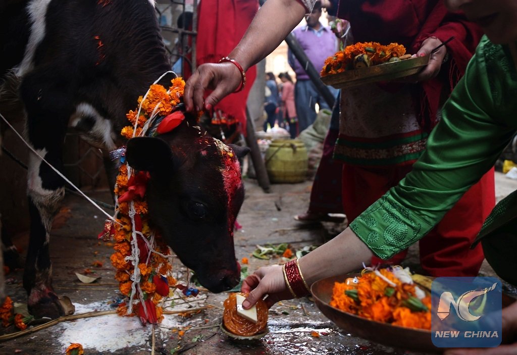 Hindu devotees celebrate cow festival on third day of Tihar Festival in ...