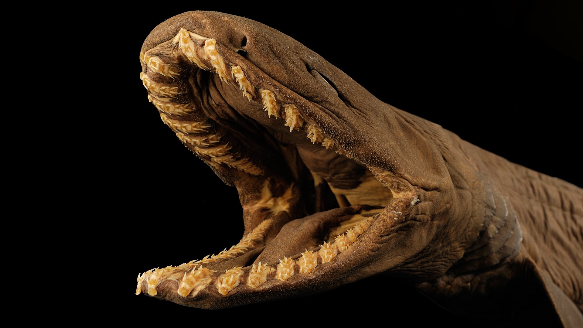 Ugly Animals In The World