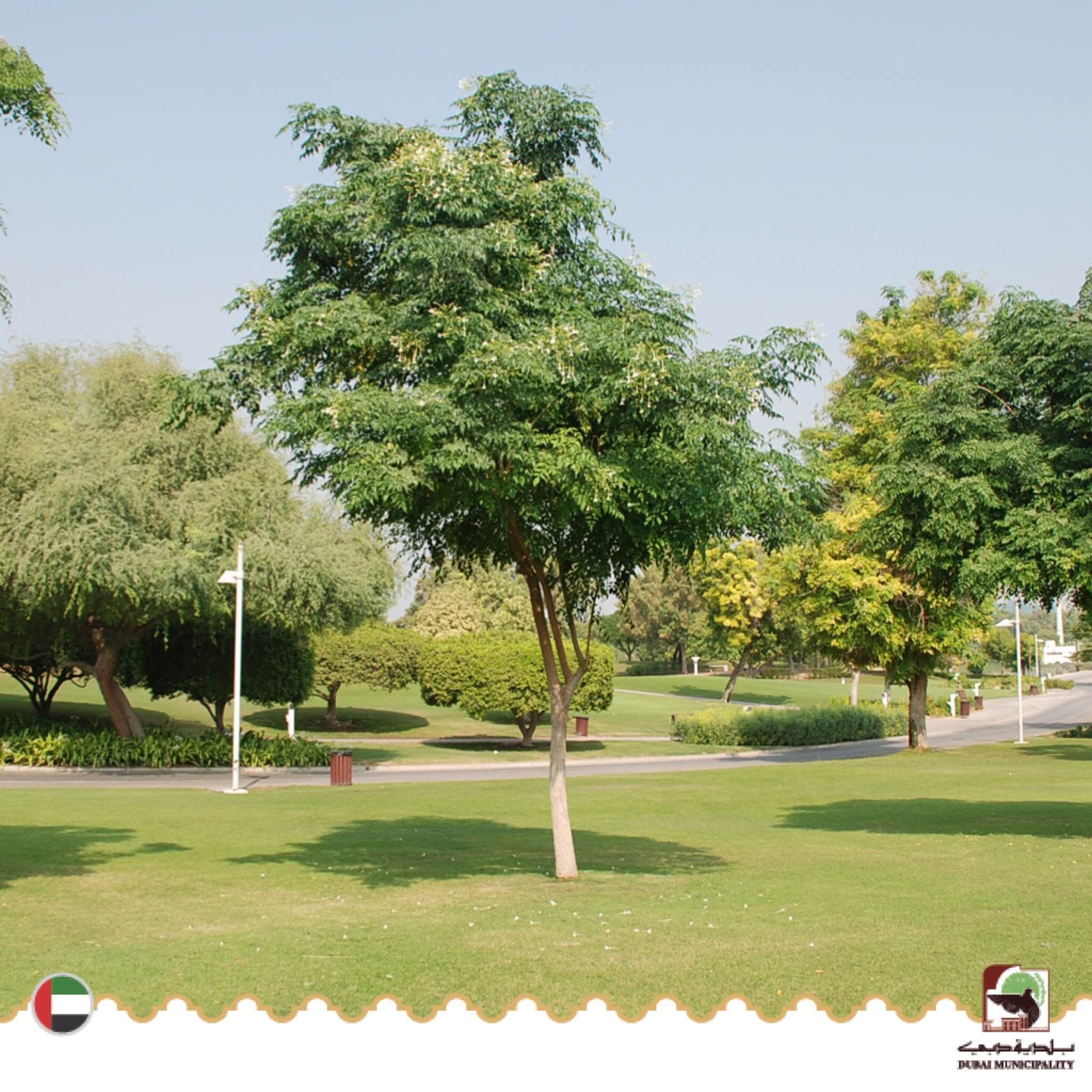 Millingtonia Hortensis