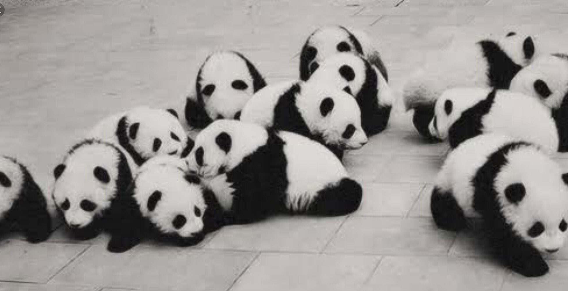 Cute Baby Panda Tumblr