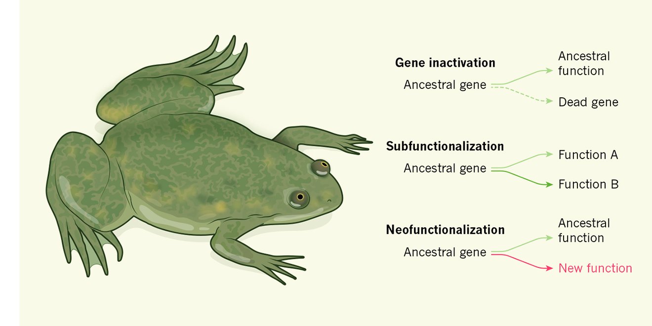 Xenopus Laevis Life Cycle