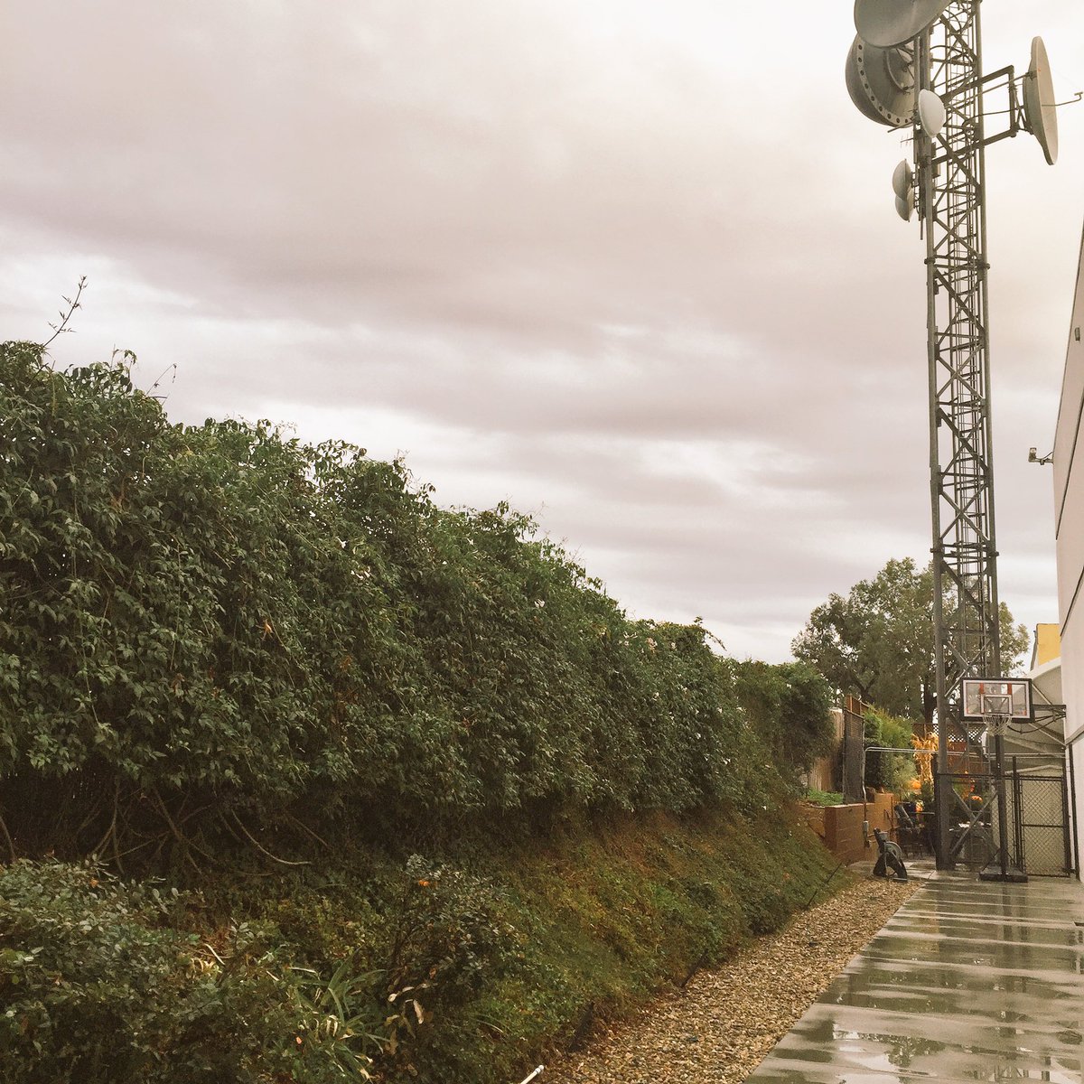 Yes it's raining and handman couldn't be more excited! Meteorologist ...