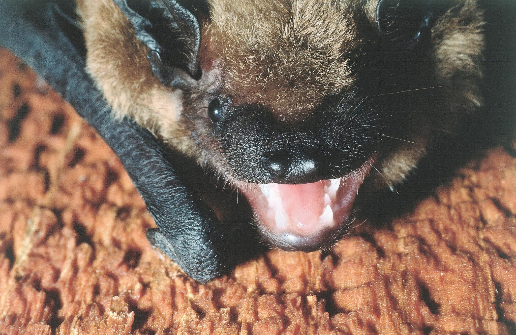 Bat Teeth