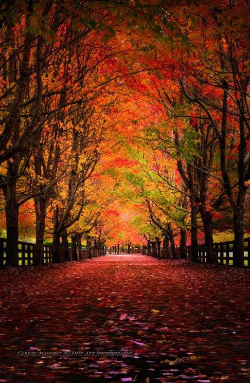 So pretty! ?? PHOTOS: Pacific Northwest shows off its autumn-draped ...