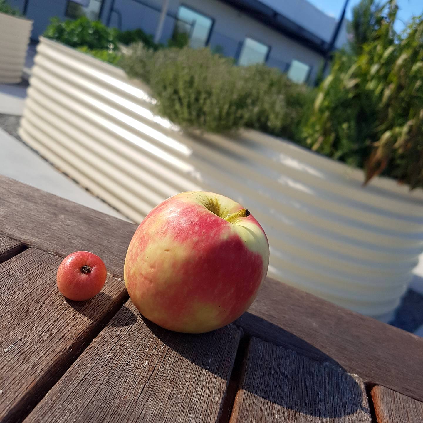 Biggest Apple In The World