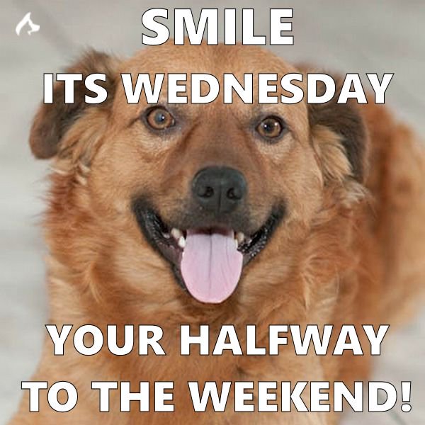 Happy Wednesday Dog Pictures