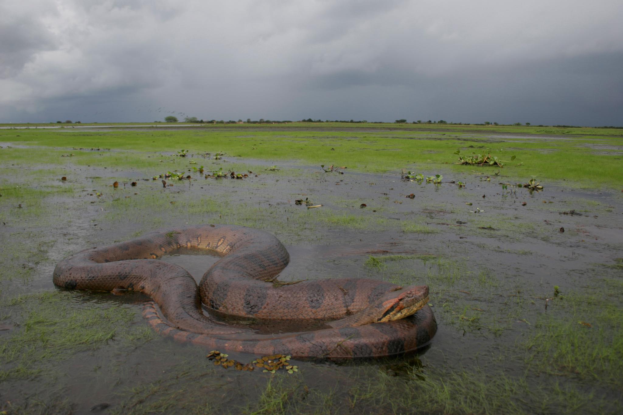 Largest Anaconda In The World
