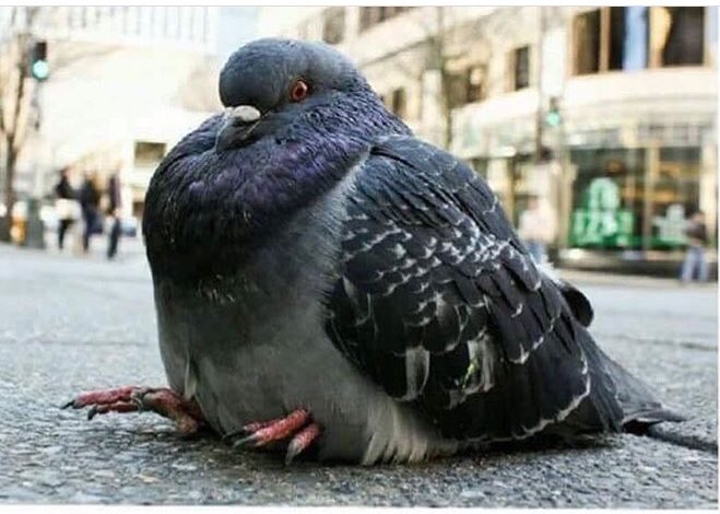 She slim thicc 🍑🍆😍👏 need me one like this 😋👌💦... | Scoopnest