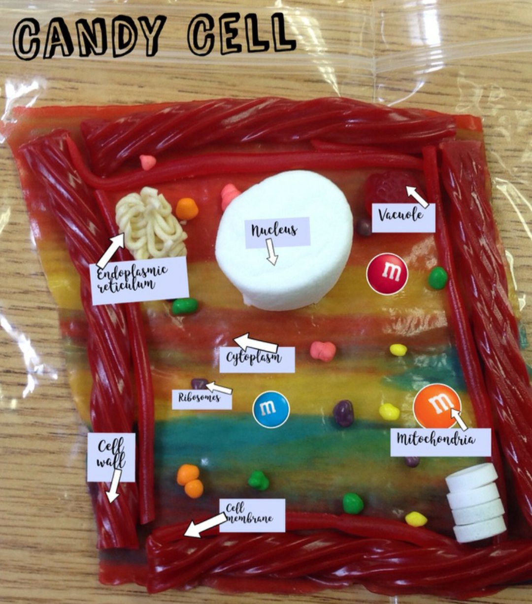 Animal Cell Model Candy
