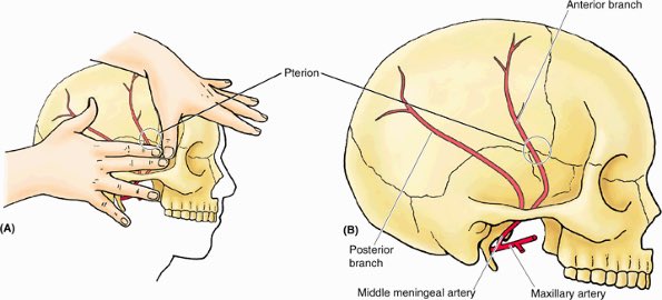 Middle Meningeal Artery