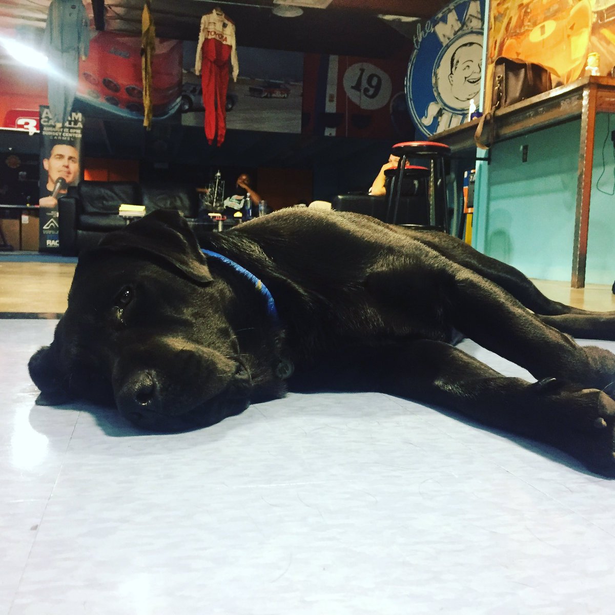 philly cheese steak dog adam carolla