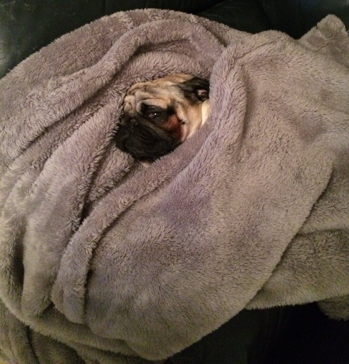 How Cold Is Too Cold For A Pug