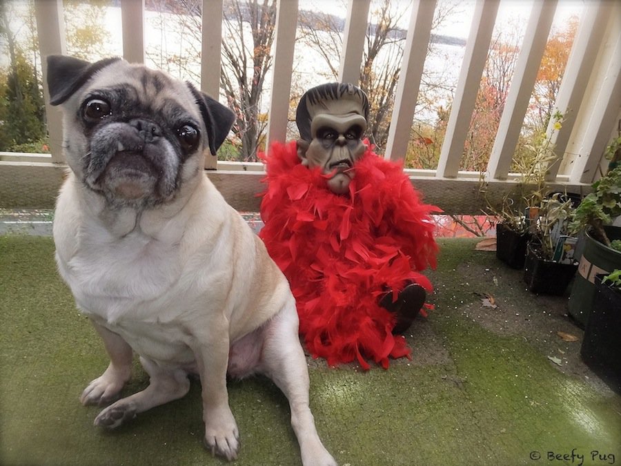 Beefy Pug (@BeefyPug) / Posts / X