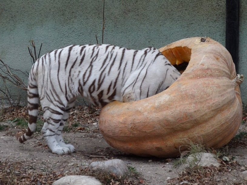 White Tigers Eating