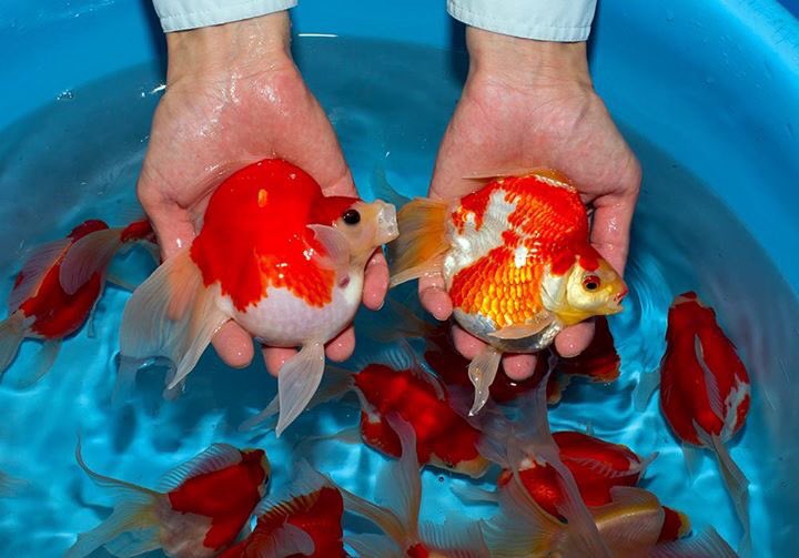 37+ Gambar Ikan Tamasaba - Ikan Center