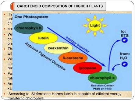 Xanthophyll Color
